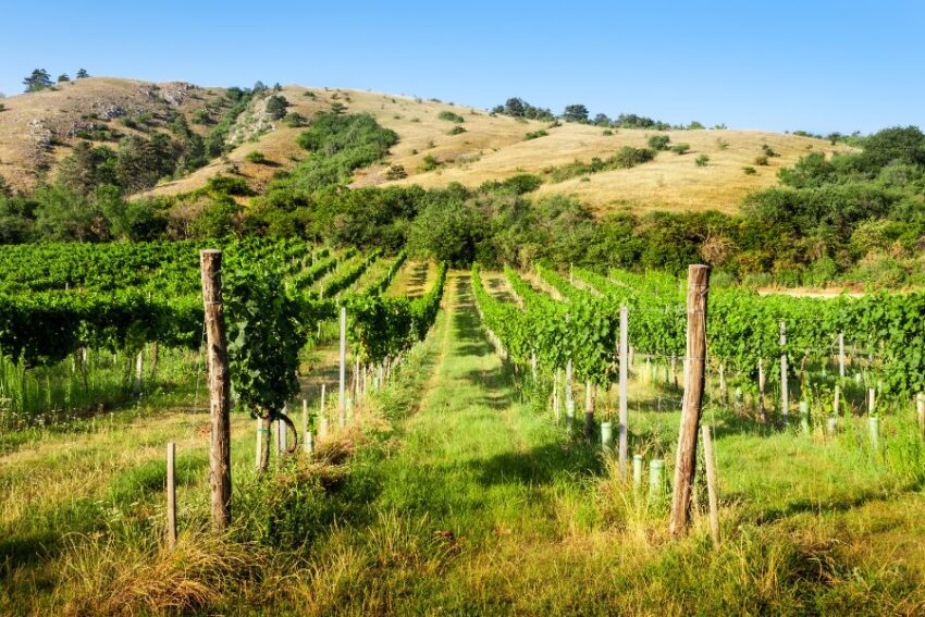 Best Walking Trails in the Macedon Ranges for Scenic Views (2026 Guide ...