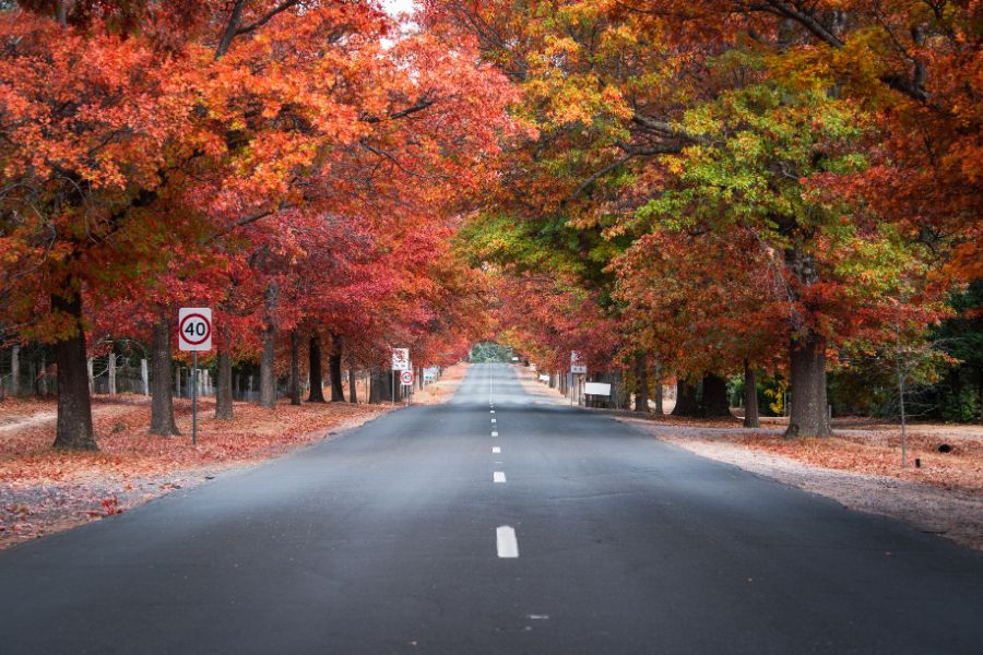 Macedon Ranges Autumn Festival: Things to Do, See & Experience (2026 Guide)