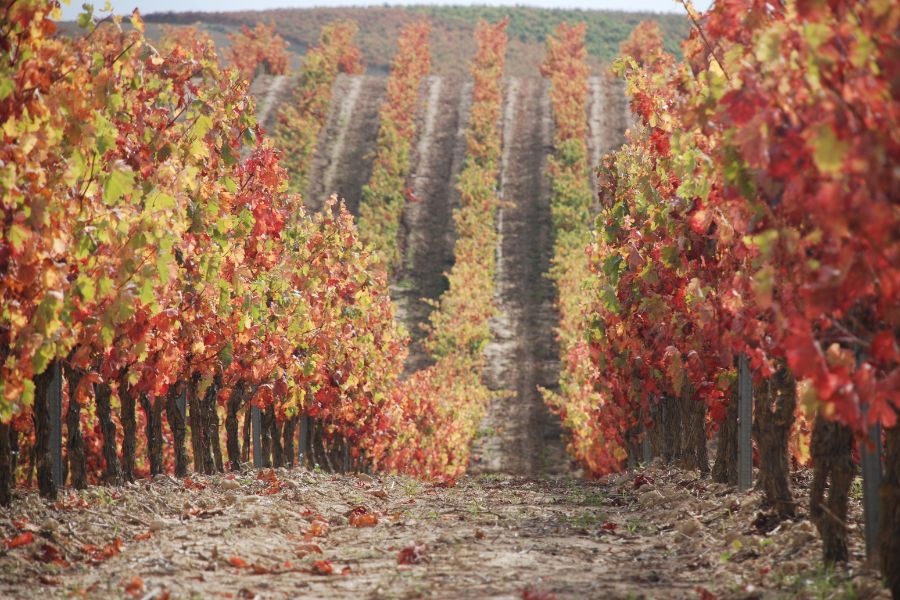 Macedon Ranges Autumn Festival: Things to Do, See & Experience (2026 Guide)